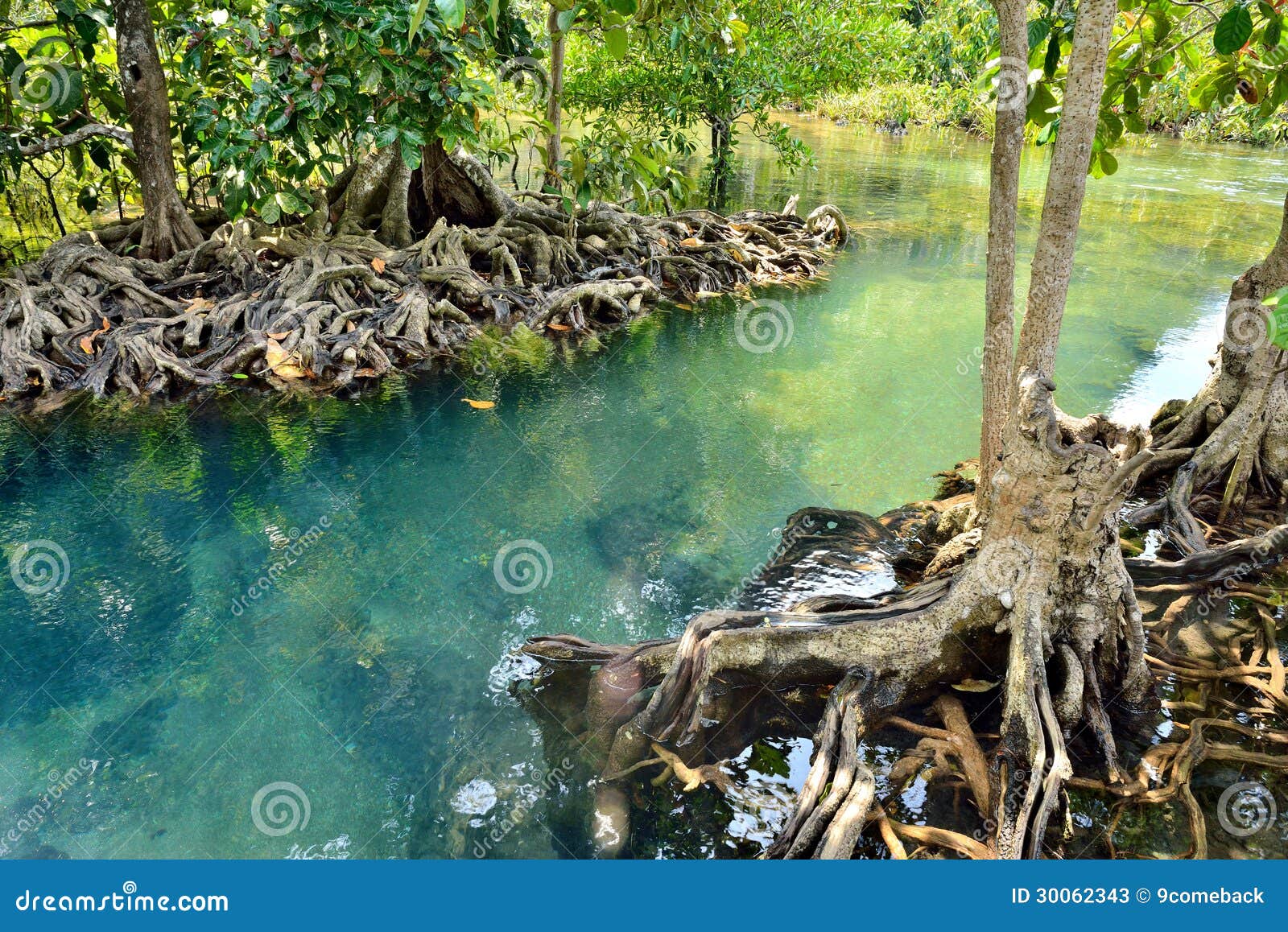Mangrove forests stock image. Image of foliage, river - 30062343
