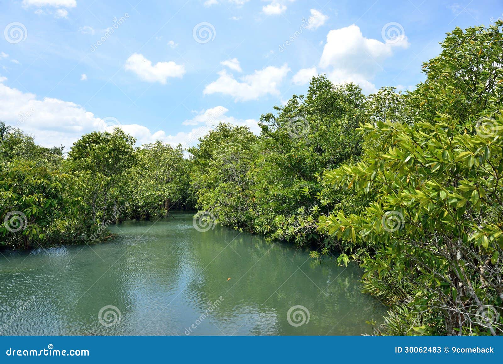 Mangrove forests stock image. Image of forests, beauty - 30062483