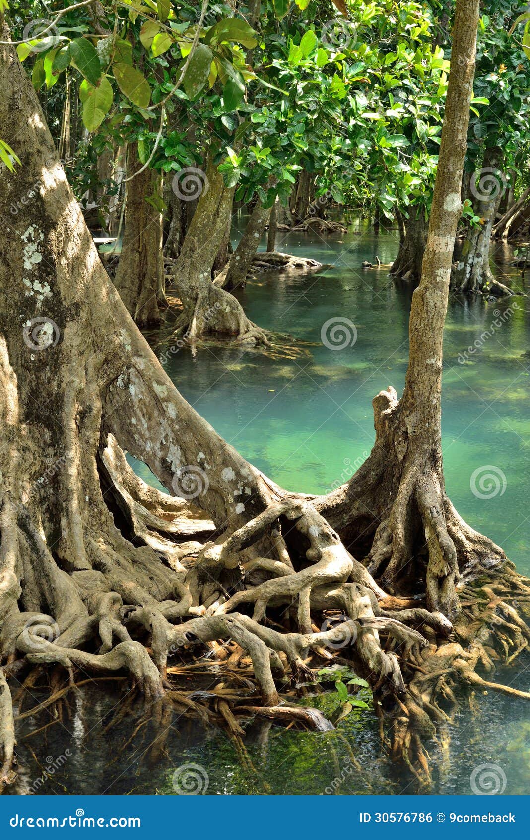 Mangrove forests stock photo. Image of pattern, coast - 30576786
