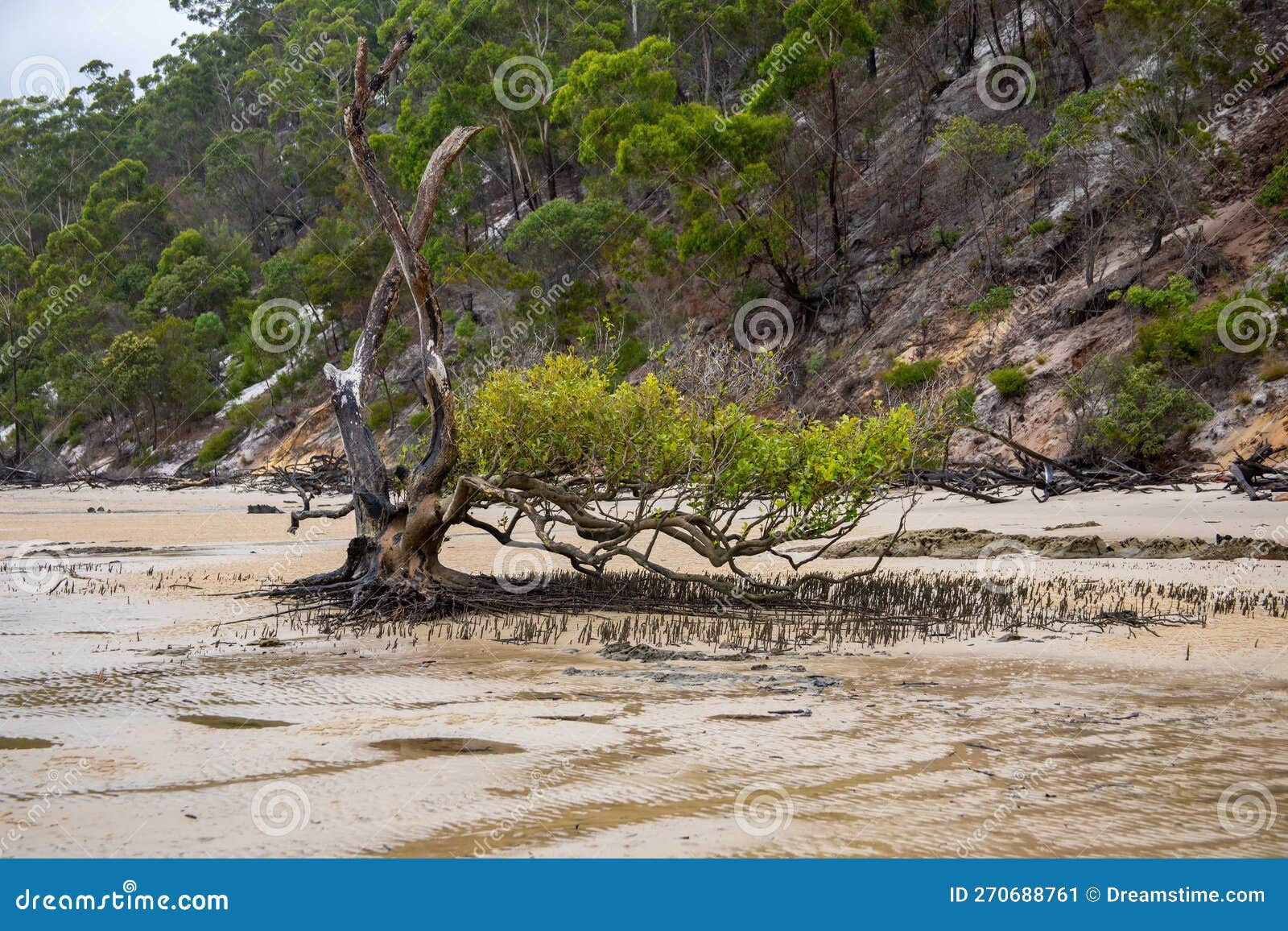 Mangrove on Fraser Island stock image. Image of fraser - 270688761