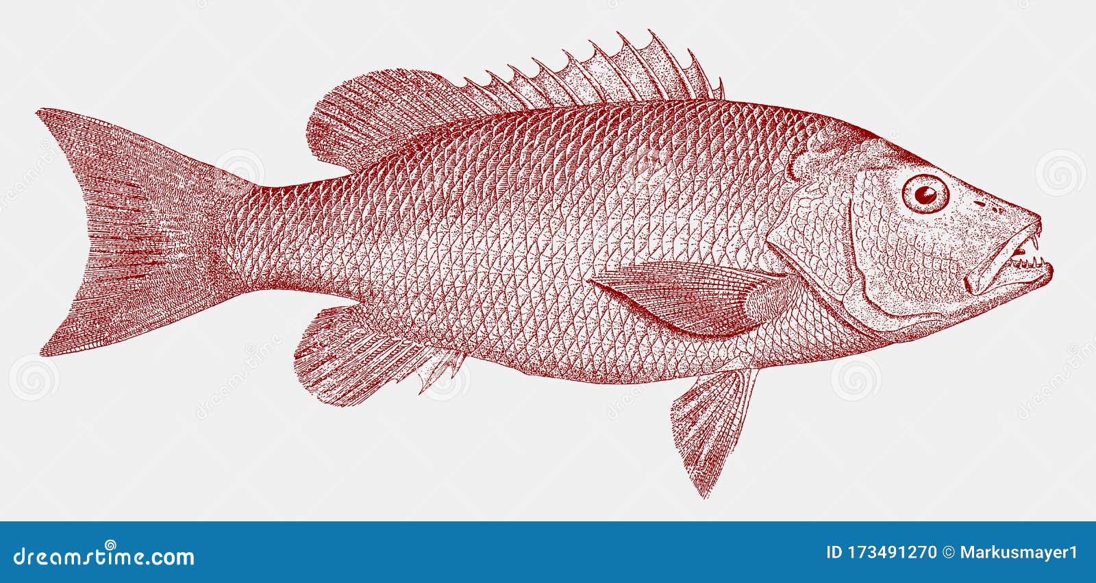 Gray Snapper Stock Illustrations – 7 Gray Snapper Stock Illustrations ...