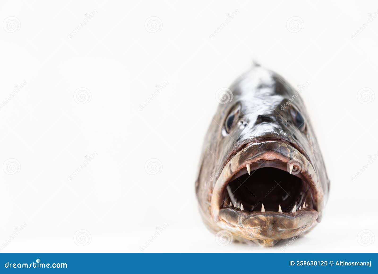 Mangrove Gray Snapper Fish Head Sharp Teeth Close Up Open Mouth Stock ...