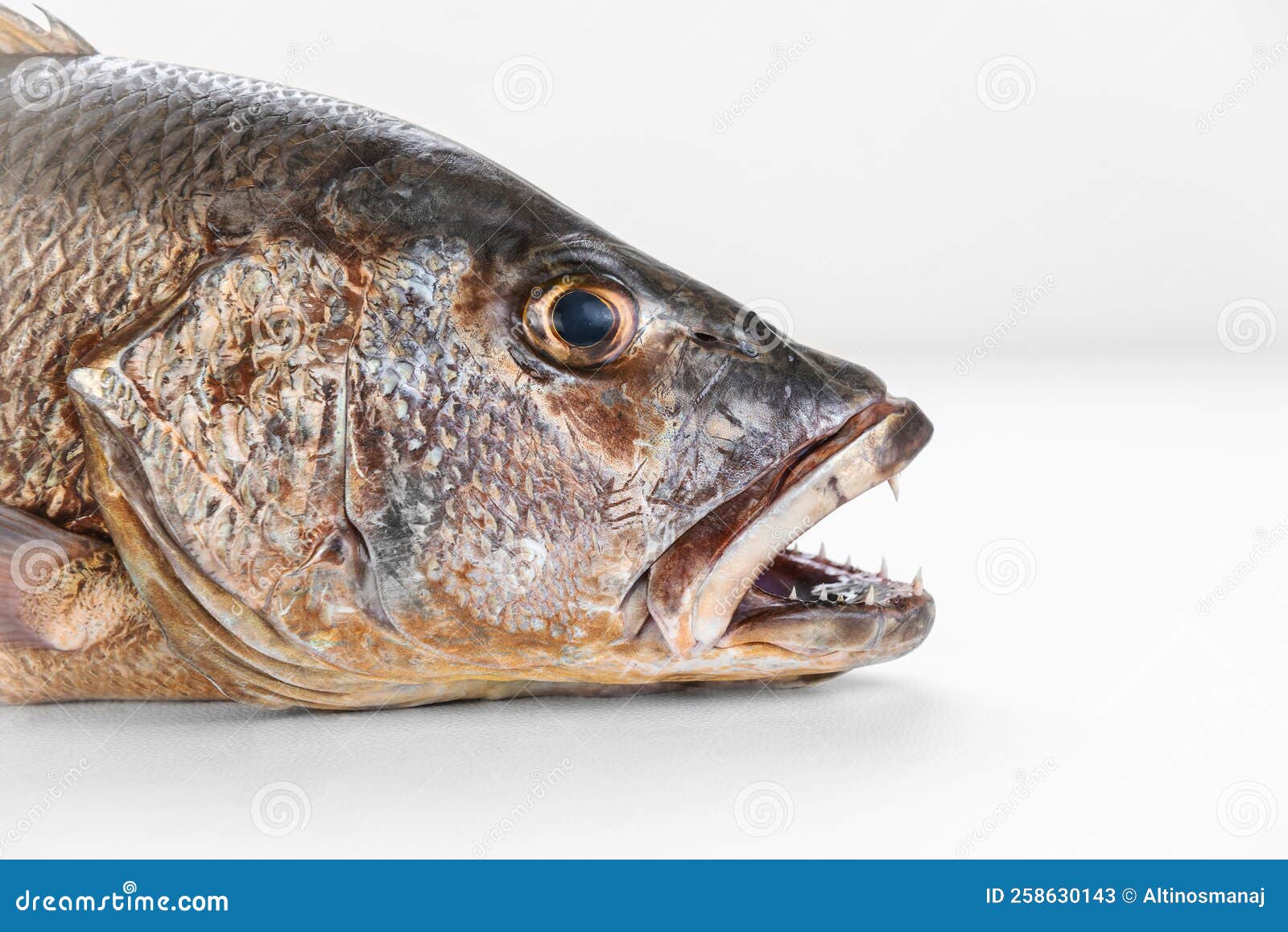 Mangrove Gray Snapper Fish Head Sharp Teeth Close Up Open Mouth Stock ...