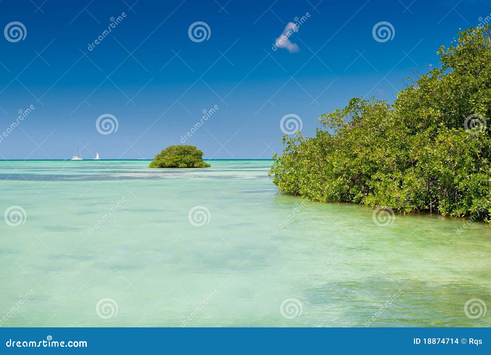 Mangrove Green Forest in a Blue Ocean in Summer Stock Photo - Image of ...