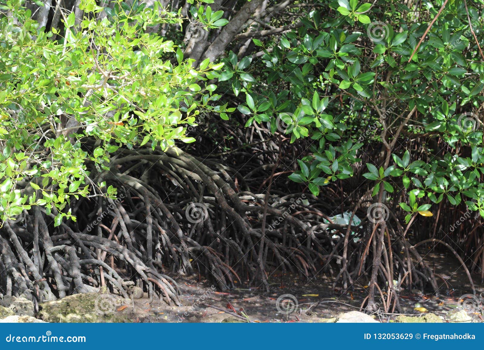 Mangrove grove stock image. Image of manrove, mangrove - 132053629