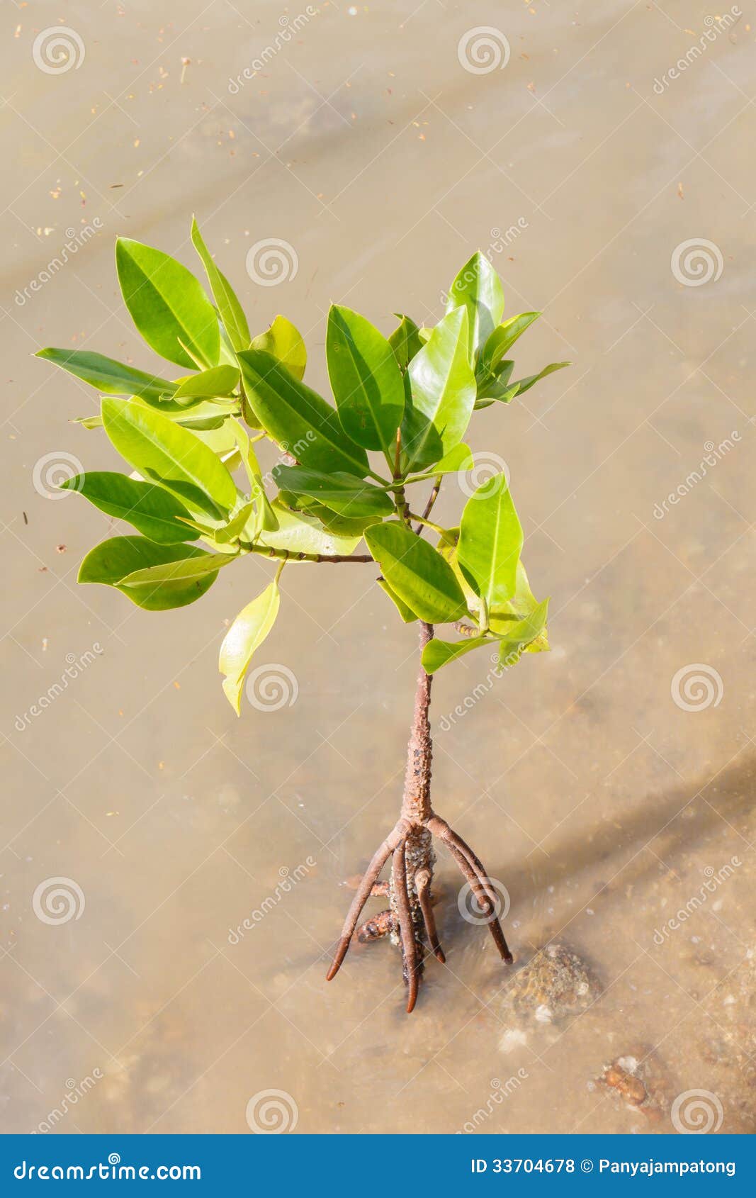 Mangrove growing in nature stock photo. Image of stationary - 33704678