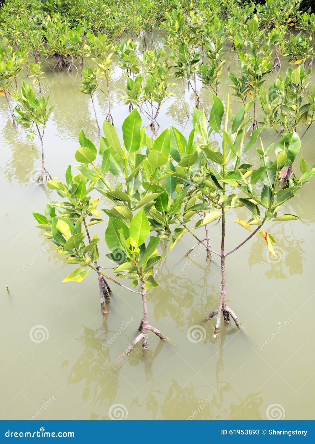Mangrove growing in nature stock image. Image of saline - 61953893