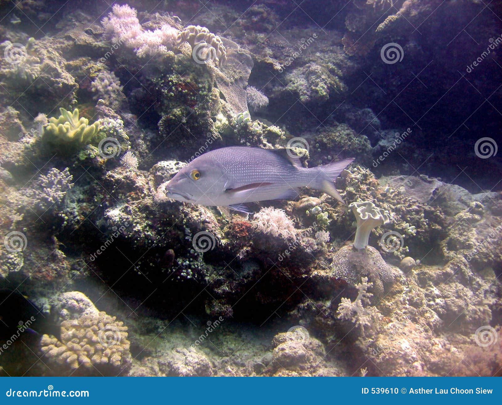 Mangrove Jack Snapper stock photo. Image of fish, reef - 539610