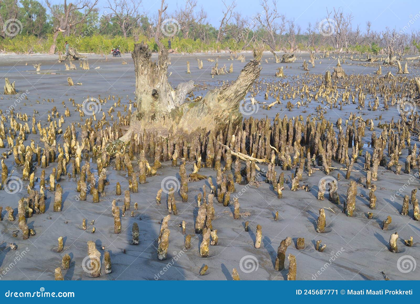 Duck & Mangrove Apple Cork Tree Root For Breathing In Water Pond Stock ...