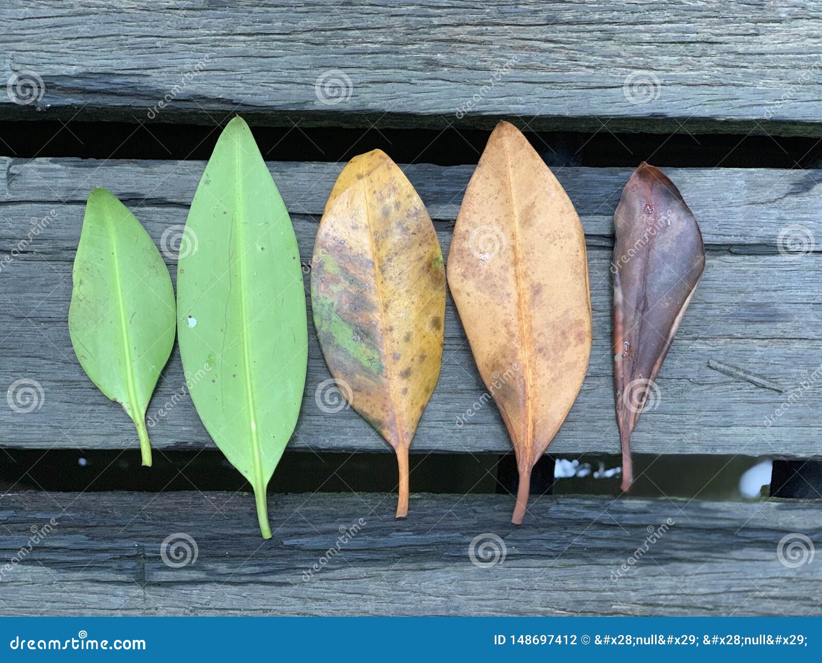 Mangrove leaf stock photo. Image of malaysia, kinabalu - 148697412