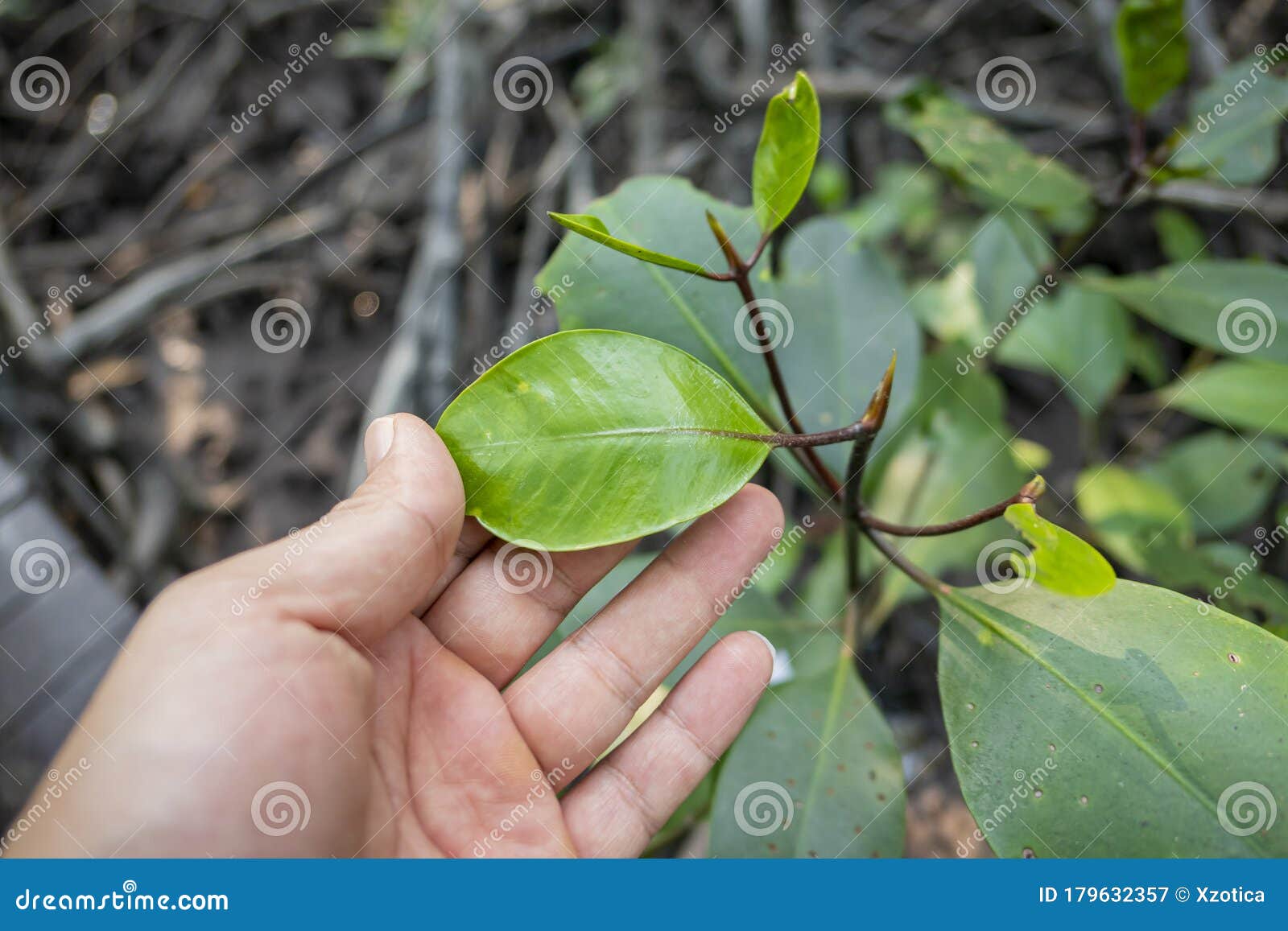Mangrove leaves on hand stock image. Image of agriculture - 179632357