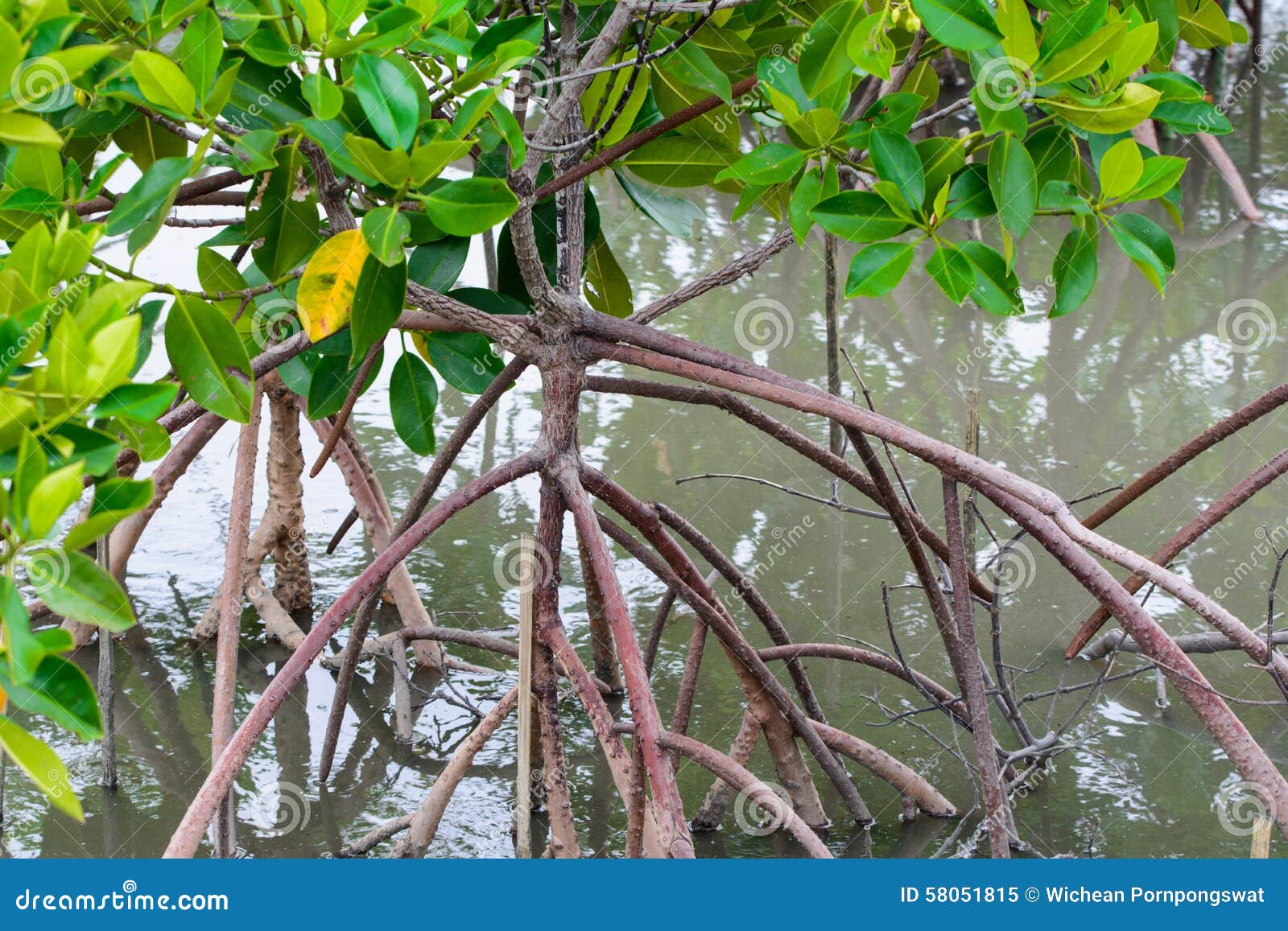 Mangrove stock image. Image of landmark, flora, jungle - 58051815