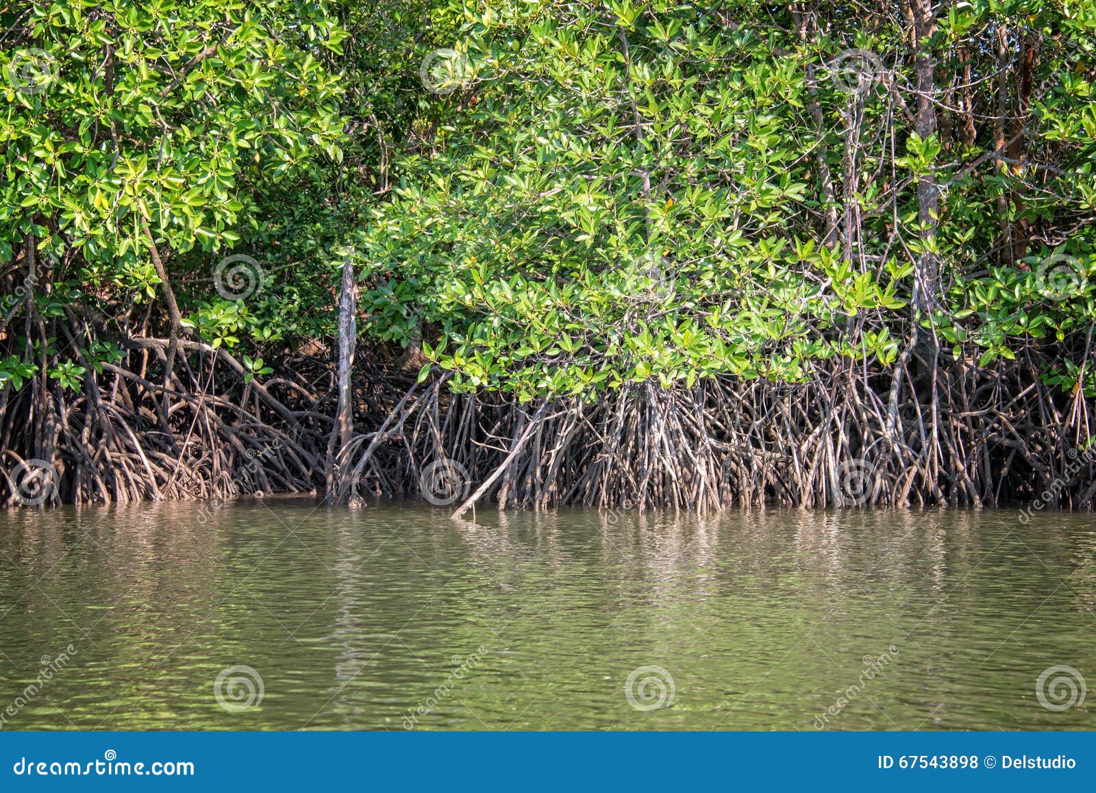 Mangrove at low tide stock photo. Image of tide, roots - 67543898