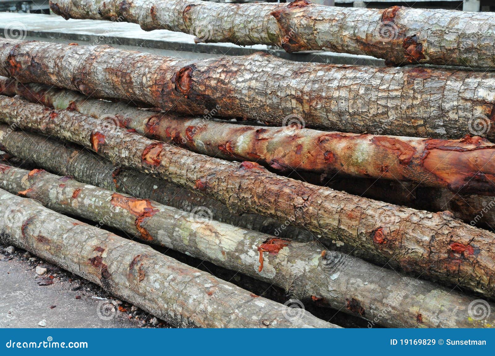 Mangrove Lumber stock image. Image of mangrove, hardy - 19169829