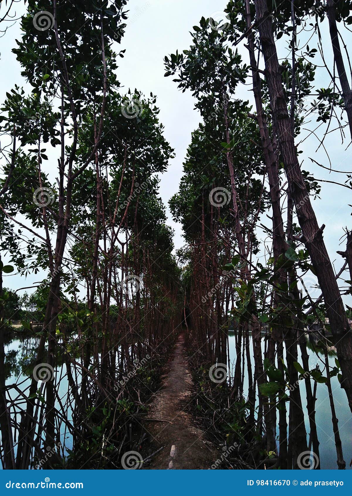 Mangrove stock photo. Image of view, mangrove, village - 98416670