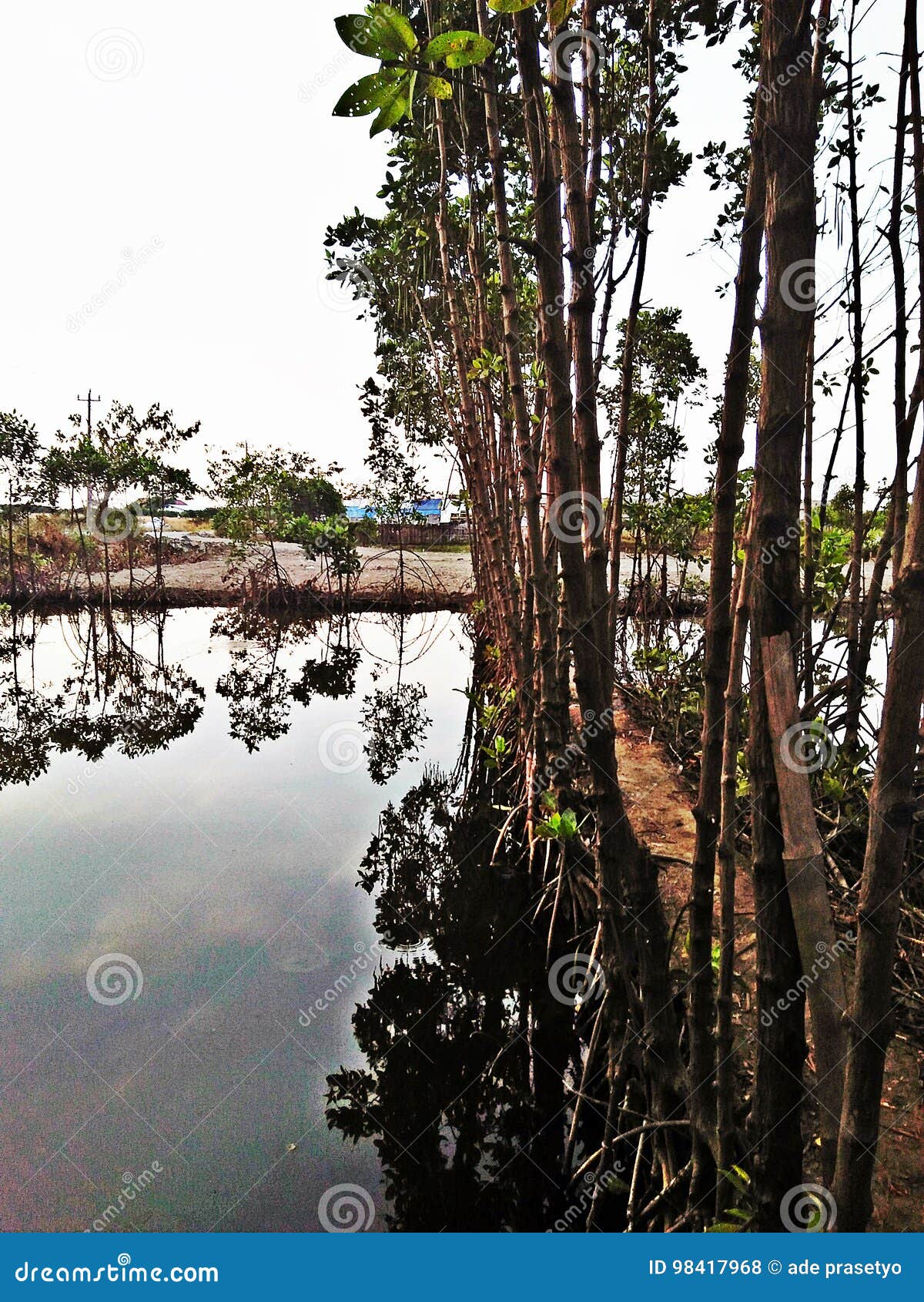 Mangrove stock photo. Image of mangrove, tegal, natural - 98417968