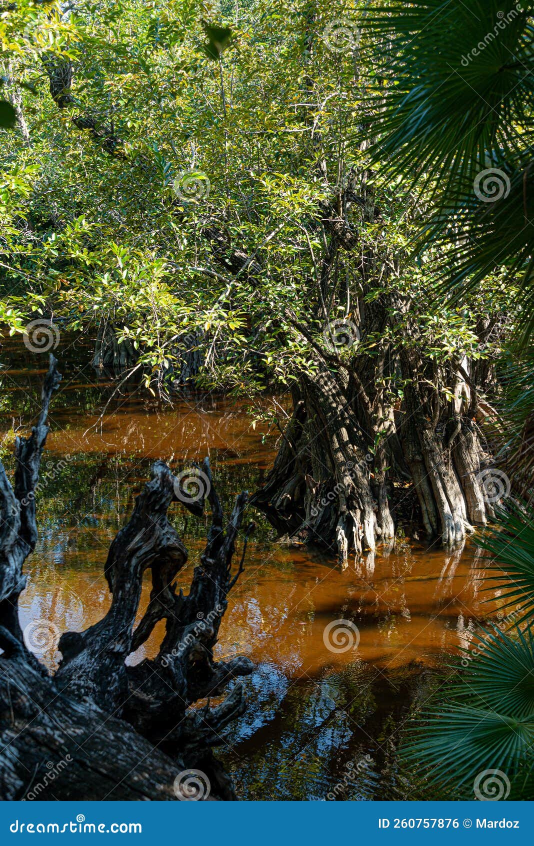Mangrove in the Mayan Jungle of the Mexican Caribbean Stock Photo ... Mangrove in the Mayan Jungle of the Mexican Caribbean Stock Photo ...