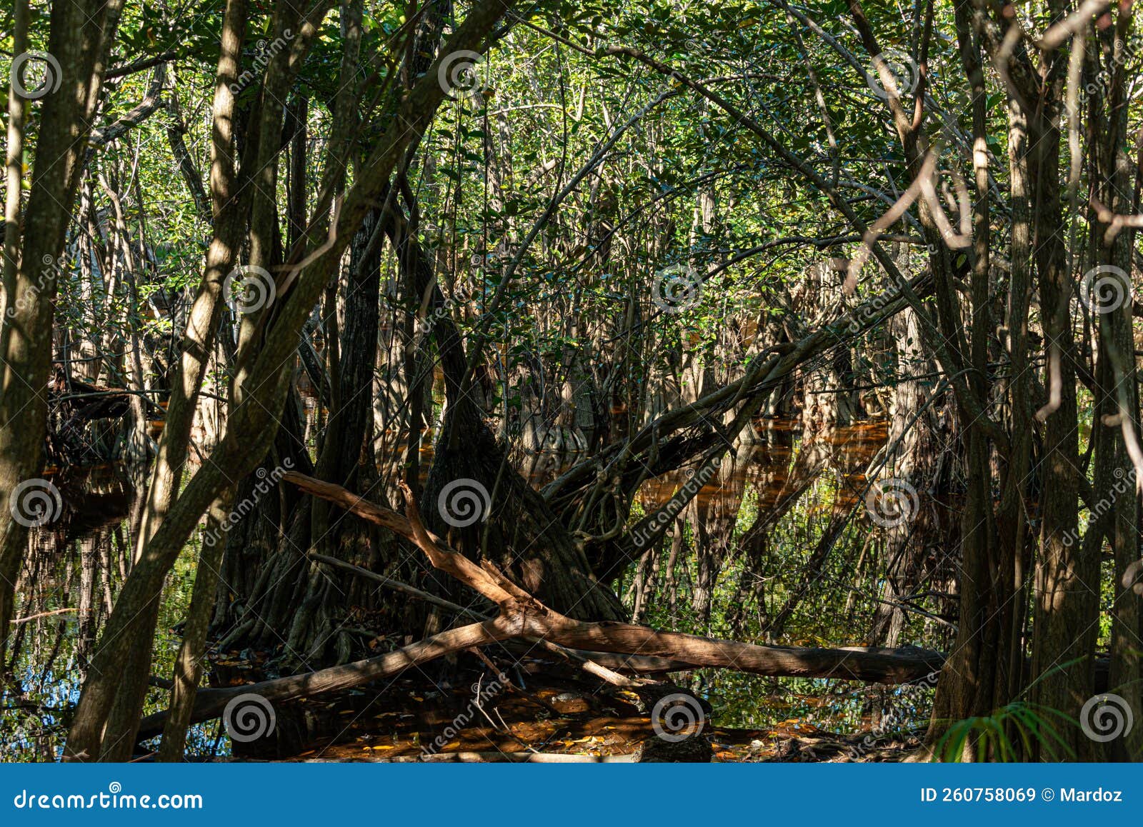 Mangrove in the Mayan Jungle of the Mexican Caribbean Stock Image ... Mangrove in the Mayan Jungle of the Mexican Caribbean Stock Image ...
