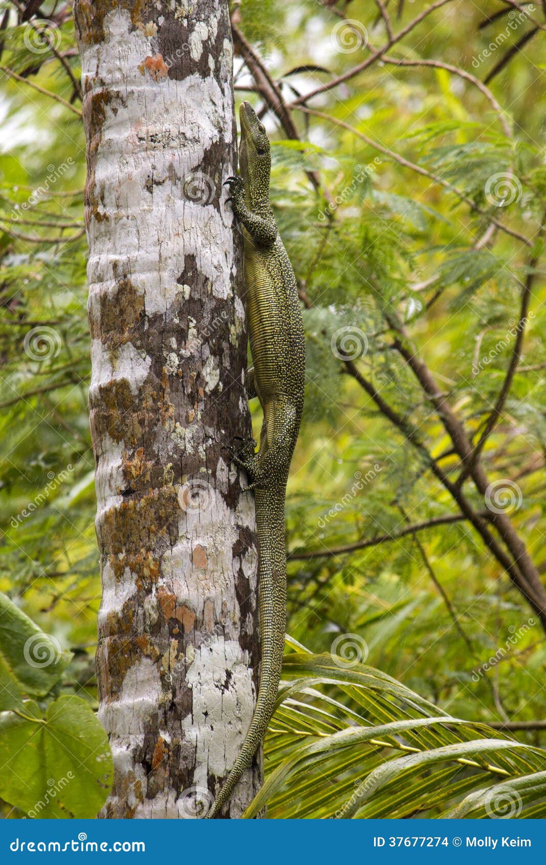 Mangrove Monitor Lizard on Tree Stock Photo - Image of monitor, brown ...