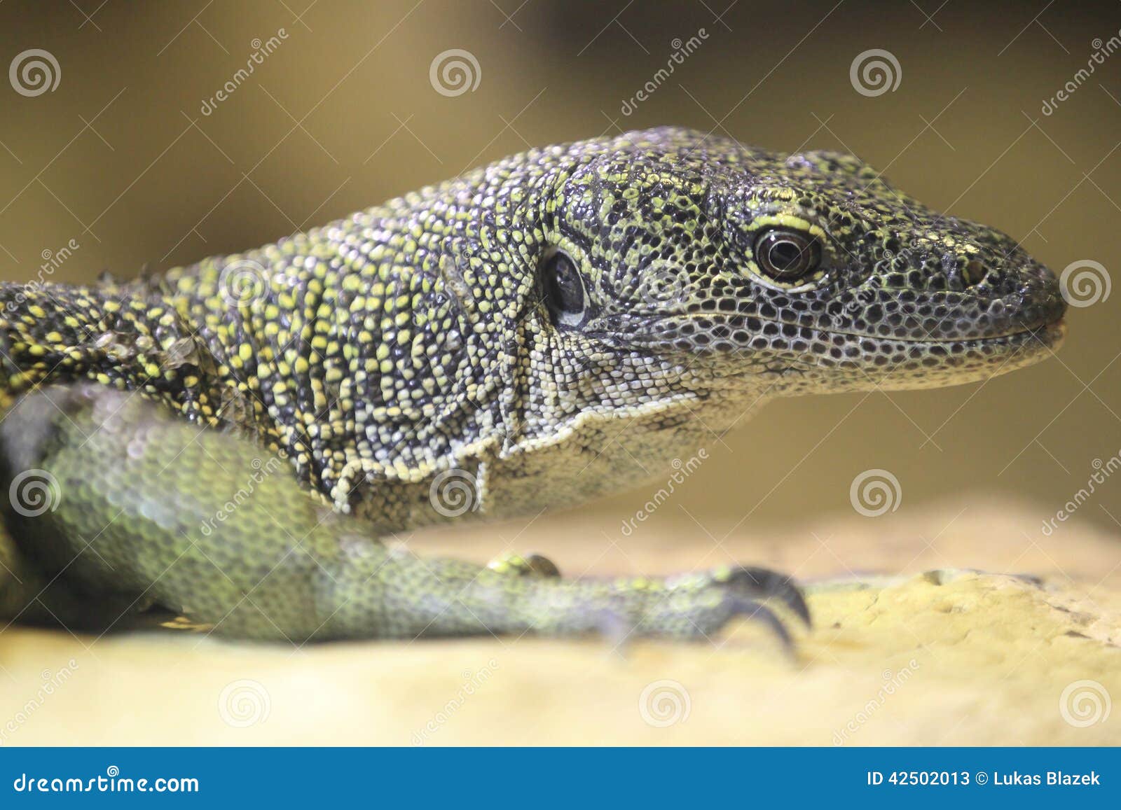 Varanus Indicus Stock Photos - Free & Royalty-Free Stock Photos from ...