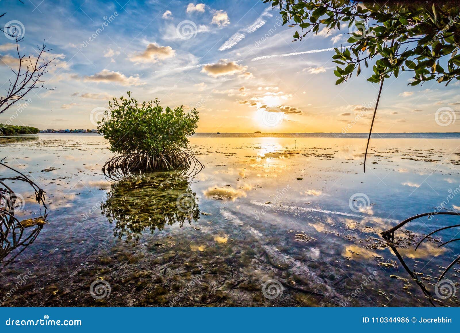 Mangrove Patch and Sunset Near Key West, FL Stock Photo - Image of ...