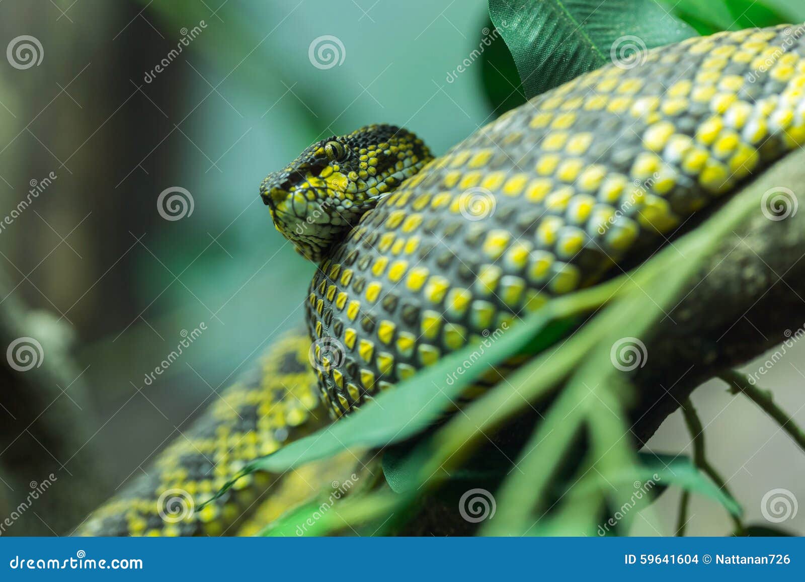Mangrove pit viper stock photo. Image of slender, mangrove - 59641604