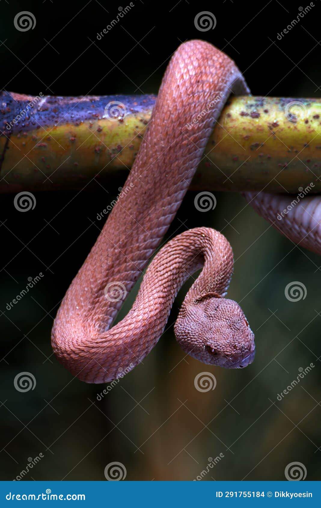 Mangrove Pit Viper Ready for Attack Stock Photo - Image of flower, bite ...