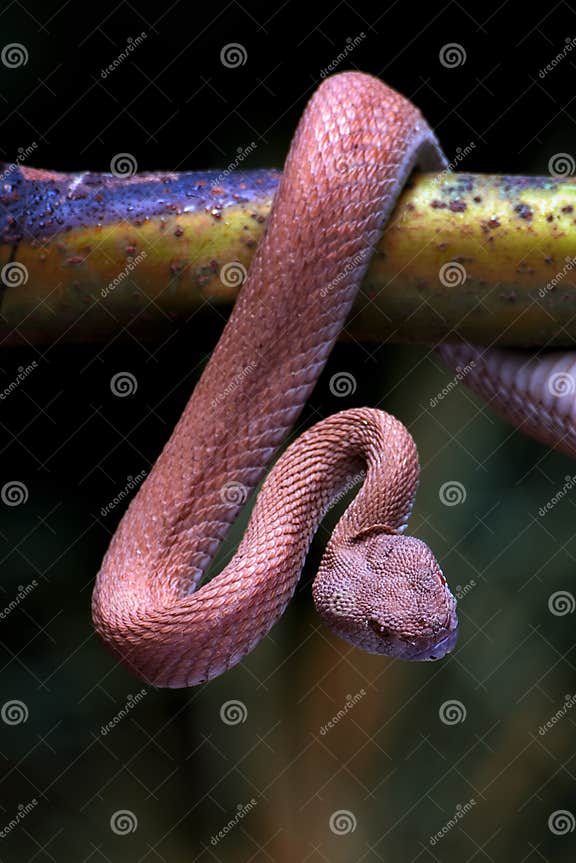 Mangrove Pit Viper Ready for Attack Stock Photo - Image of flower, bite ...