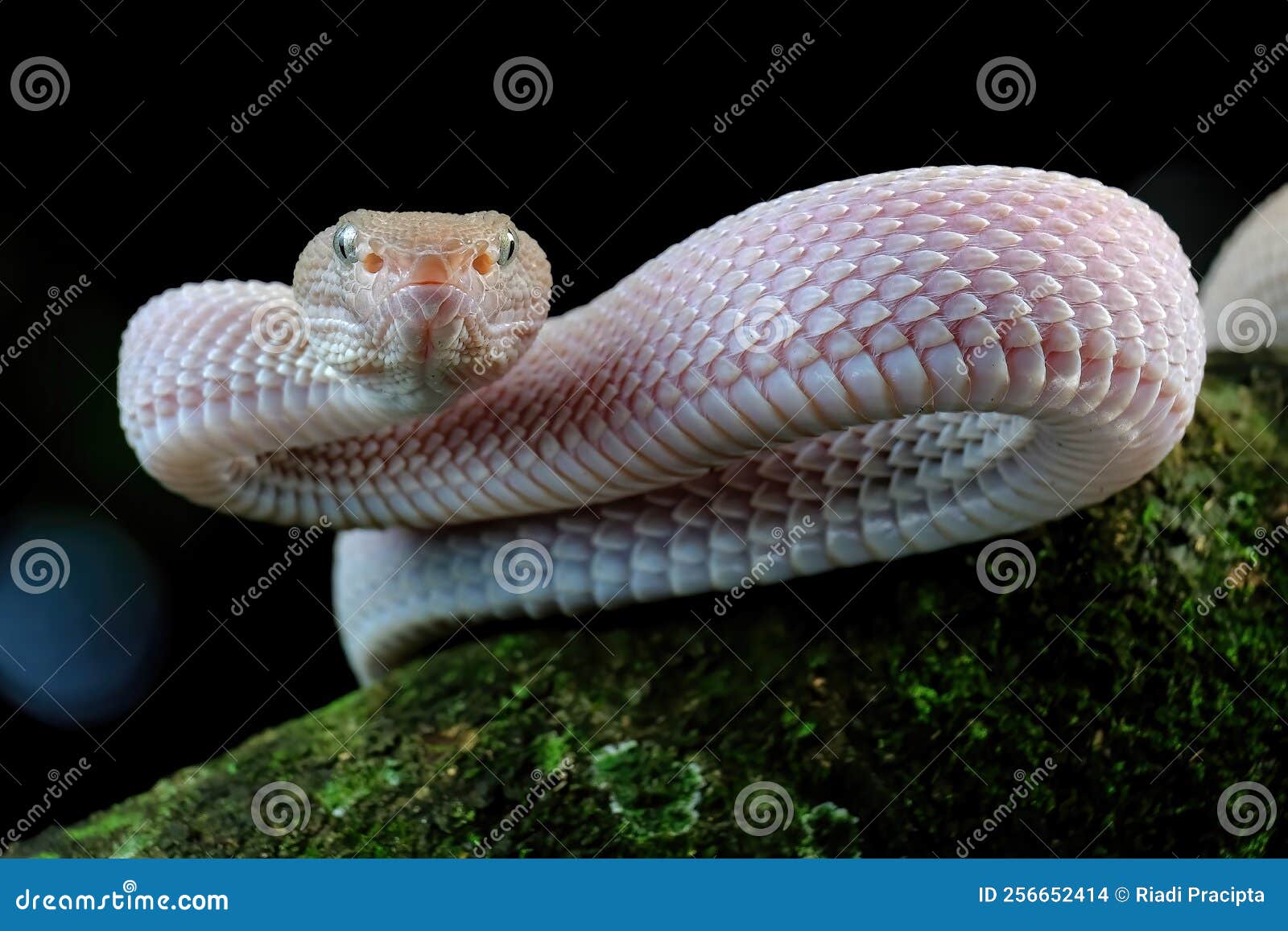 Mangrove Pit Viper stock photo. Image of snake, viper - 256652414