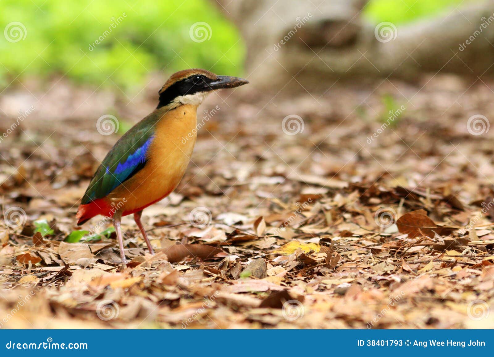 Mangrove Pitta Nictitating Membrane Stock Photo | CartoonDealer.com ...