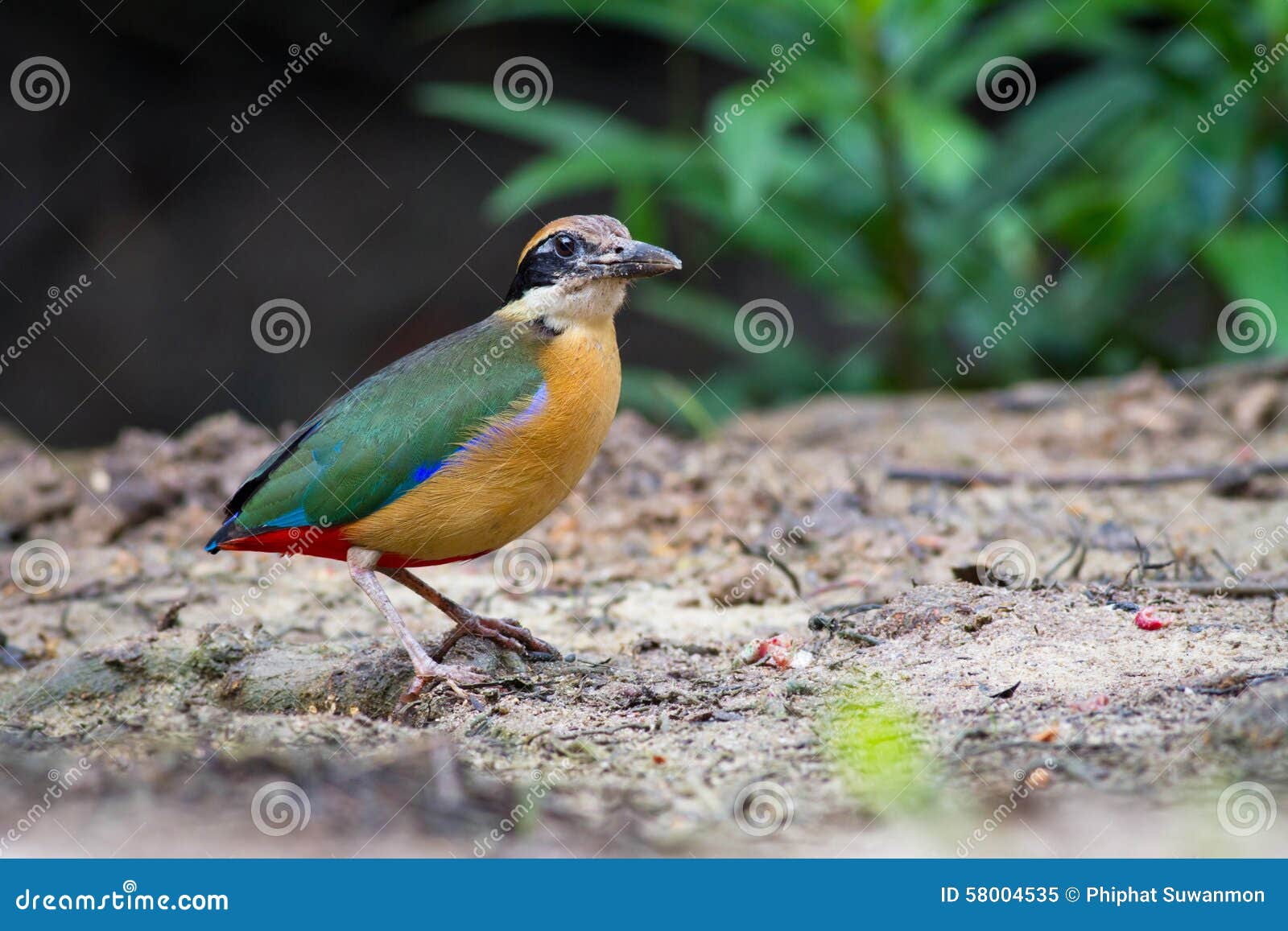 Mangrove Pitta stock image. Image of ground, wings, shot - 58004535