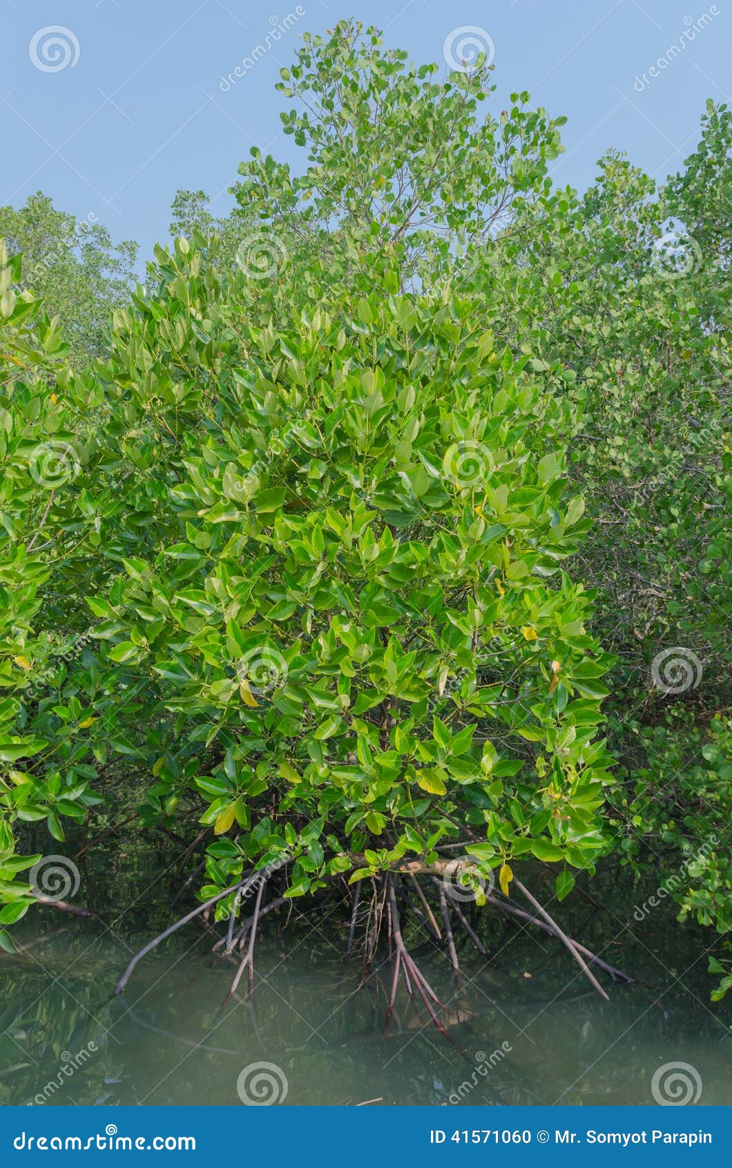 Mangrove planting stock photo. Image of global, ecology - 41571060