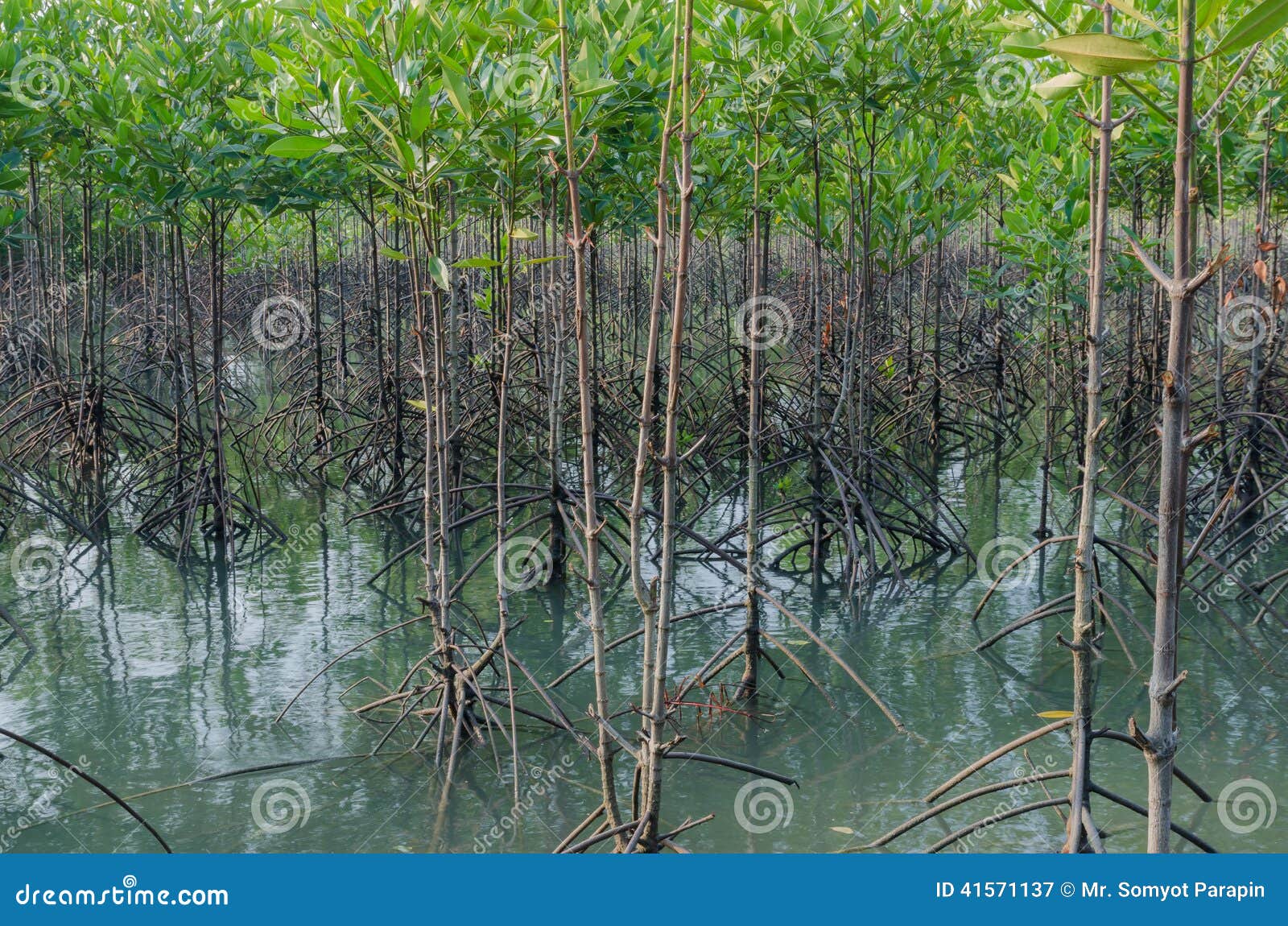 Mangrove planting stock image. Image of landscape, forest - 41571137