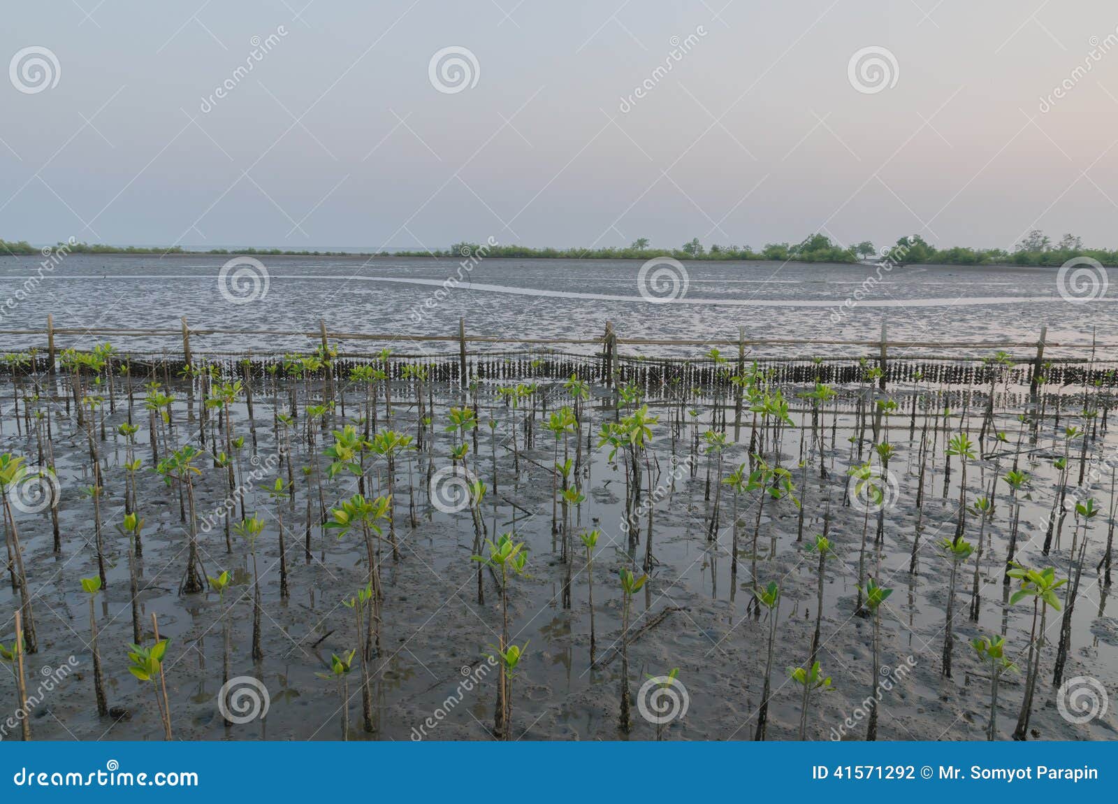 Mangrove planting stock photo. Image of fresh, nature - 41571292