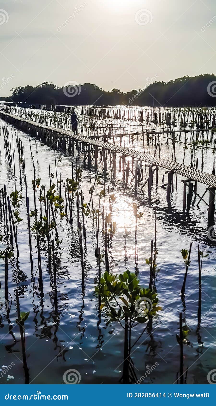 Mangrove planting stock photo. Image of leaf, planting - 282856414