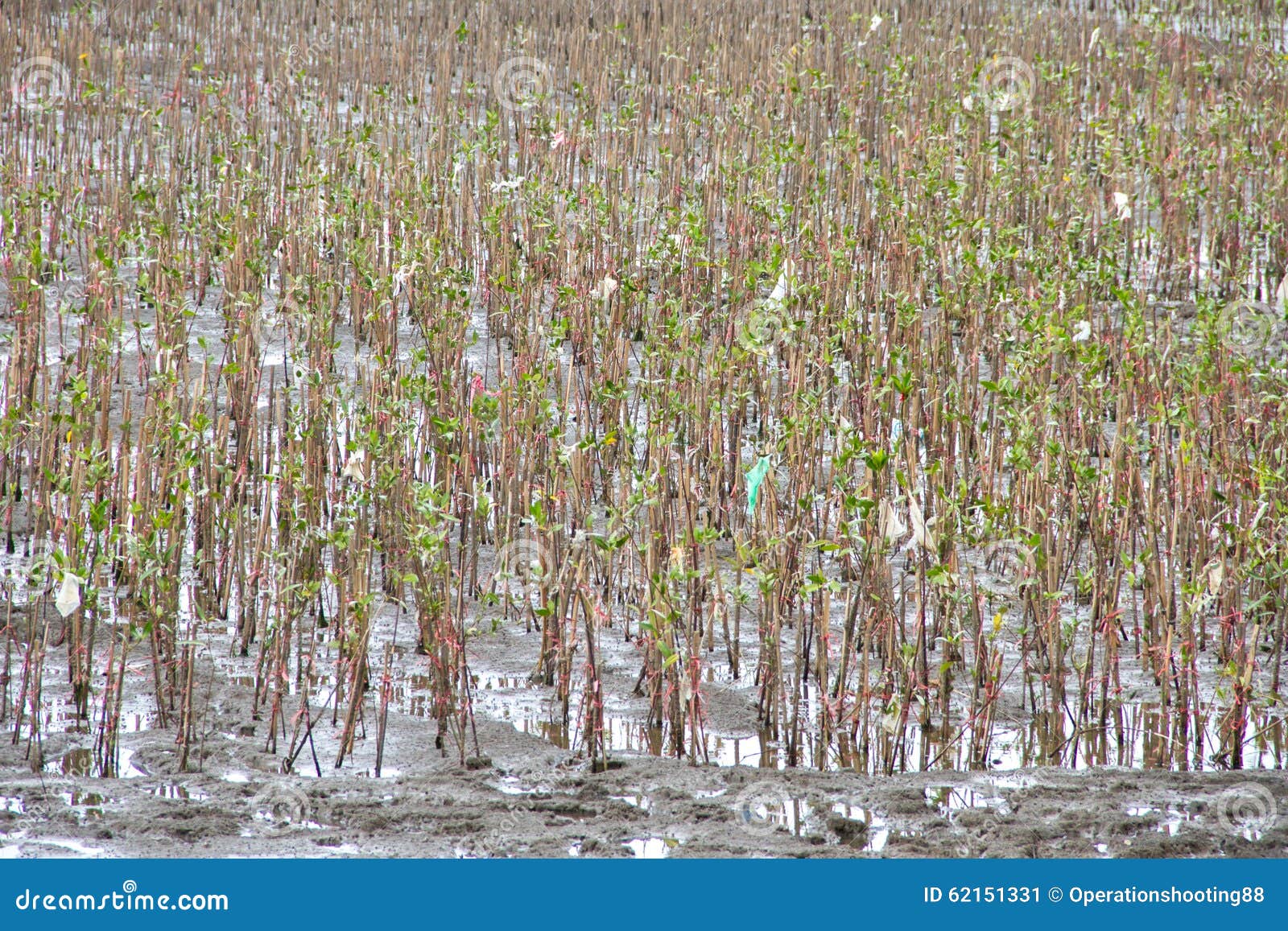 Mangrove planting stock image. Image of beautiful, nature - 62151331