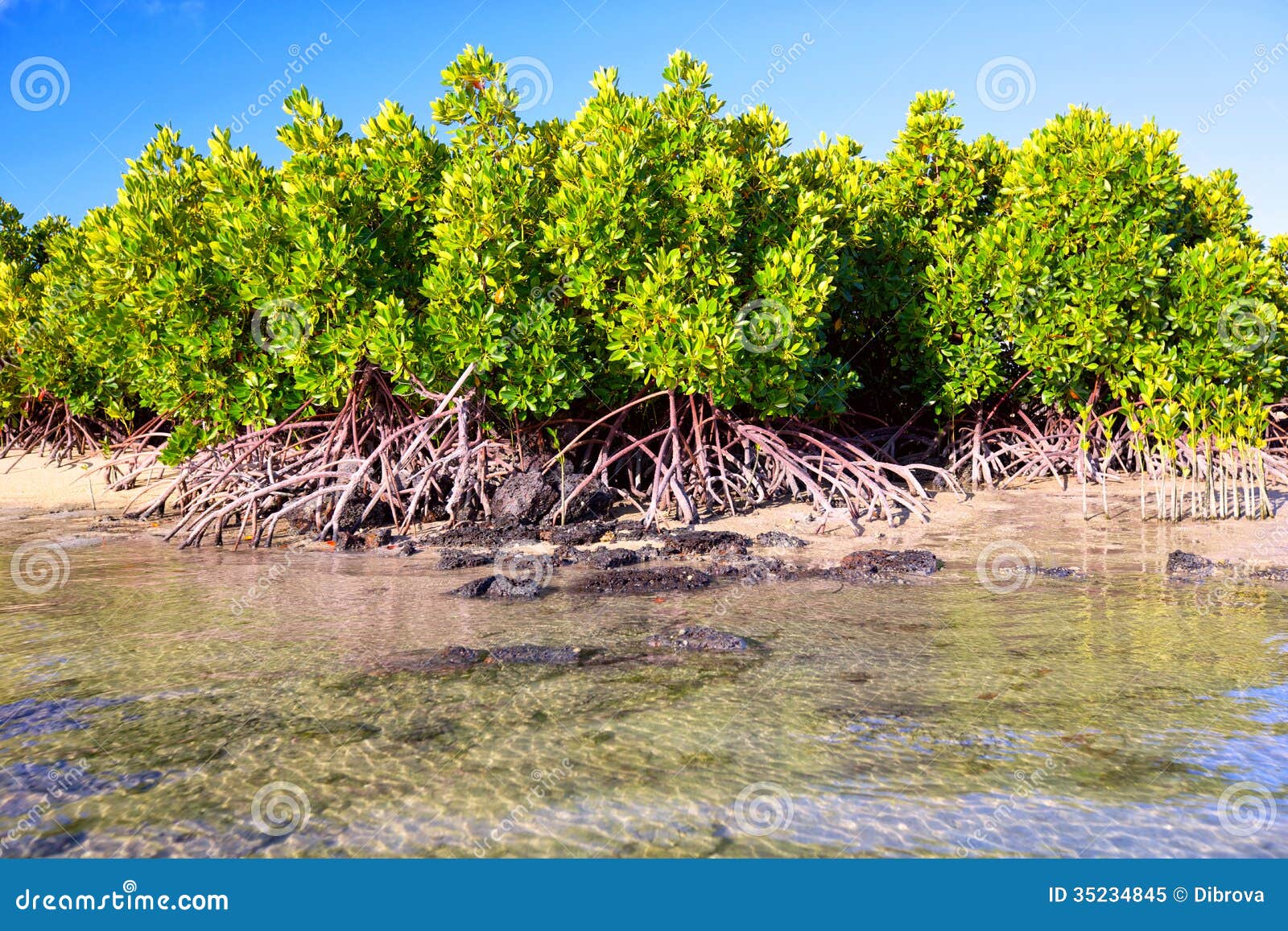 Mangrove plants stock image. Image of mangrove, exotic - 35234845