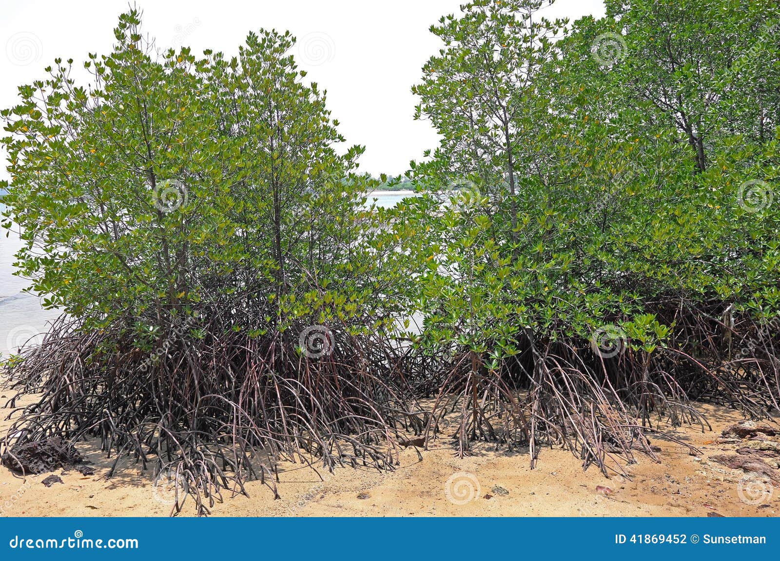 Mangrove Plants Of SUNDARBAN. This Plant Is Also Known As BANI TREE In ...