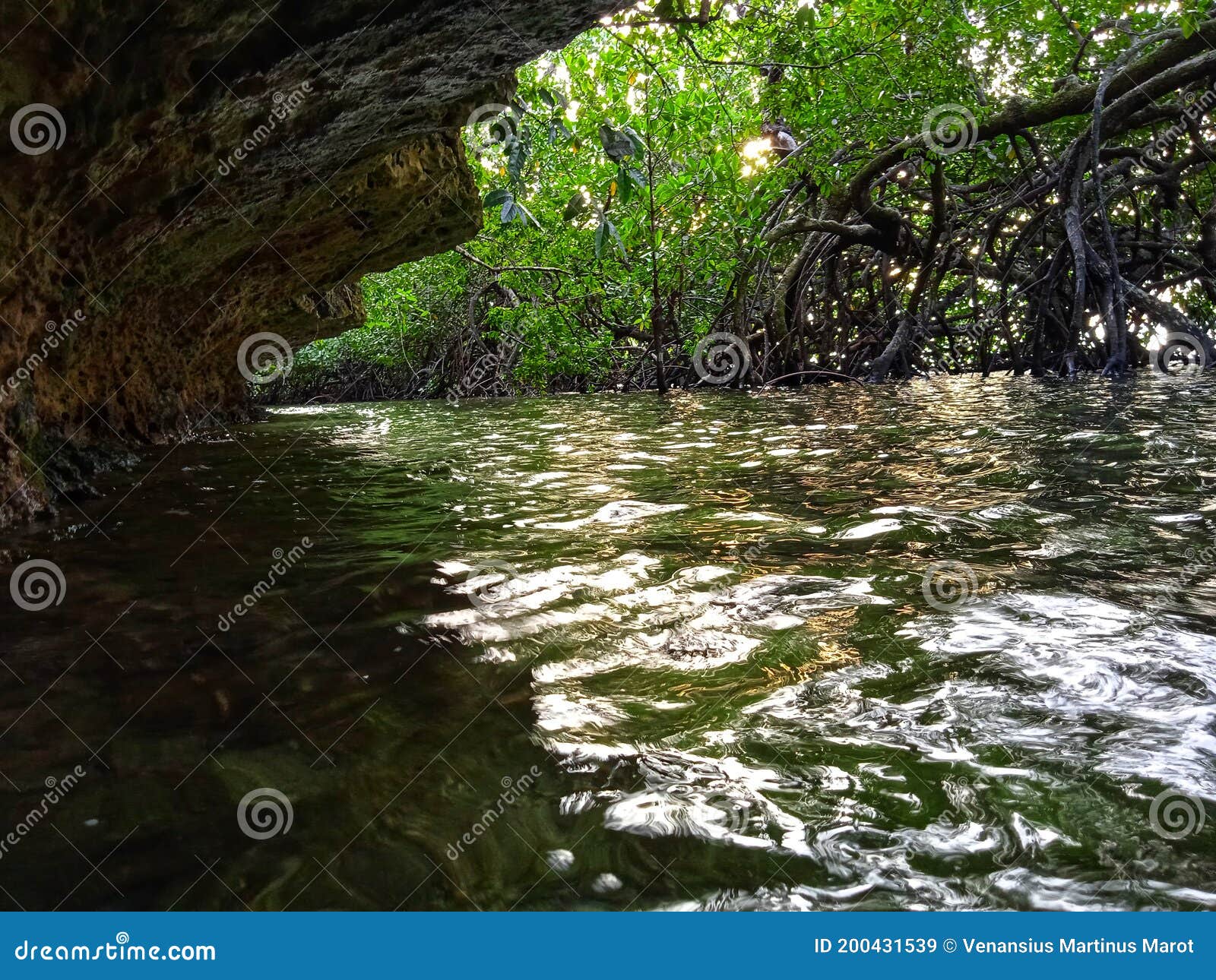 The Mangrove rain forest stock image. Image of nature - 200431539