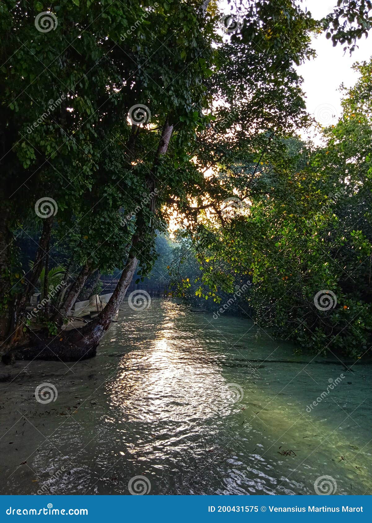 The Mangrove rain forest stock image. Image of green - 200431575