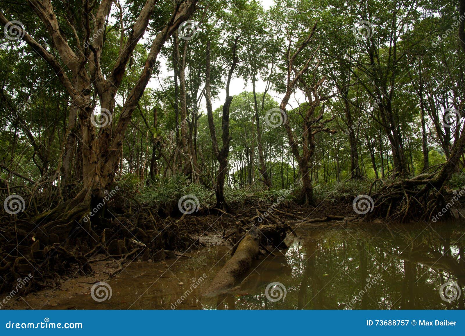 Mangrove and Rain Forests in Borneo Stock Image - Image of outside ...
