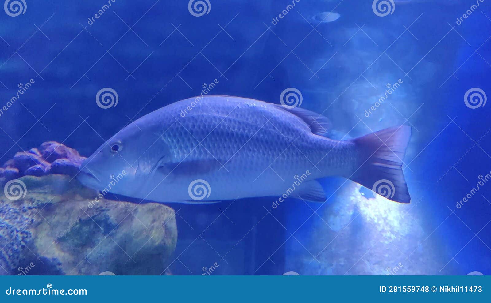 Mangrove Red Snapper Gracefully Swimming in a Pond Stock Footage ...