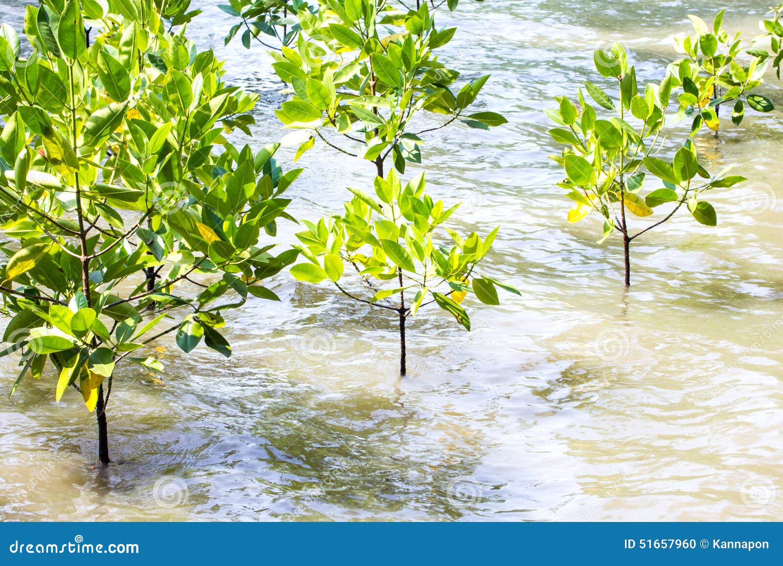 Mangrove reforestation stock photo. Image of development - 51657960 Mangrove reforestation stock photo. Image of development - 51657960