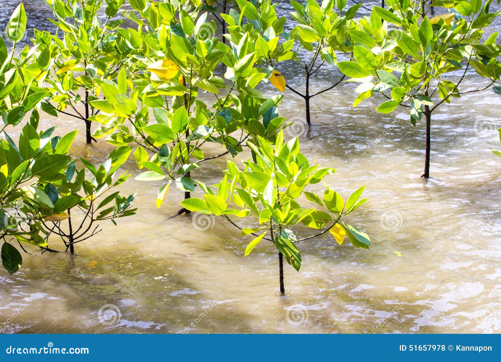 Mangrove reforestation stock photo. Image of earth, development - 51657978