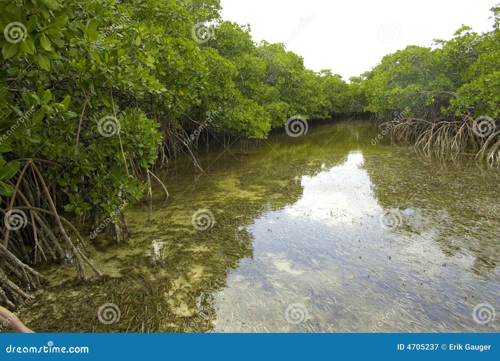 Mangrove River stock image. Image of fisheries, egrets - 4705237