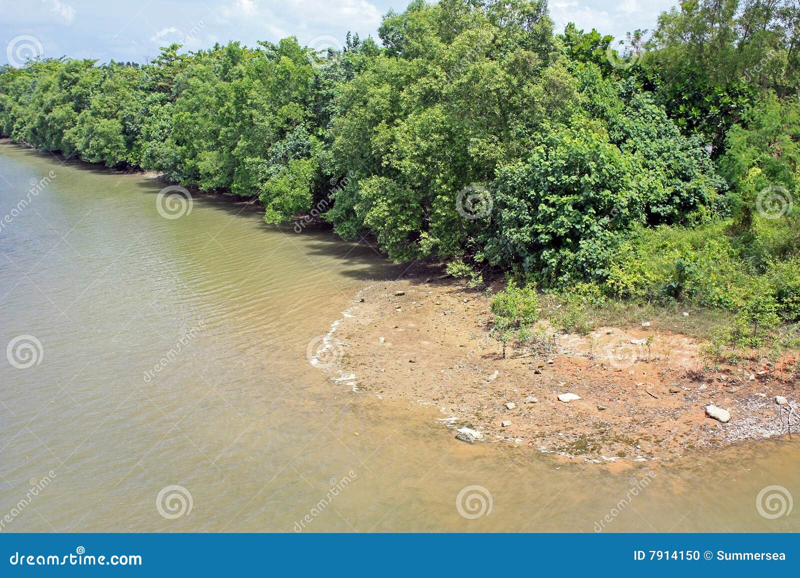 Mangrove River bank stock photo. Image of jungle, bare - 7914150
