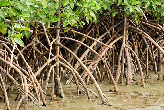 Mangrove root . stock photo. Image of summer, roots, outdoor - 19852788