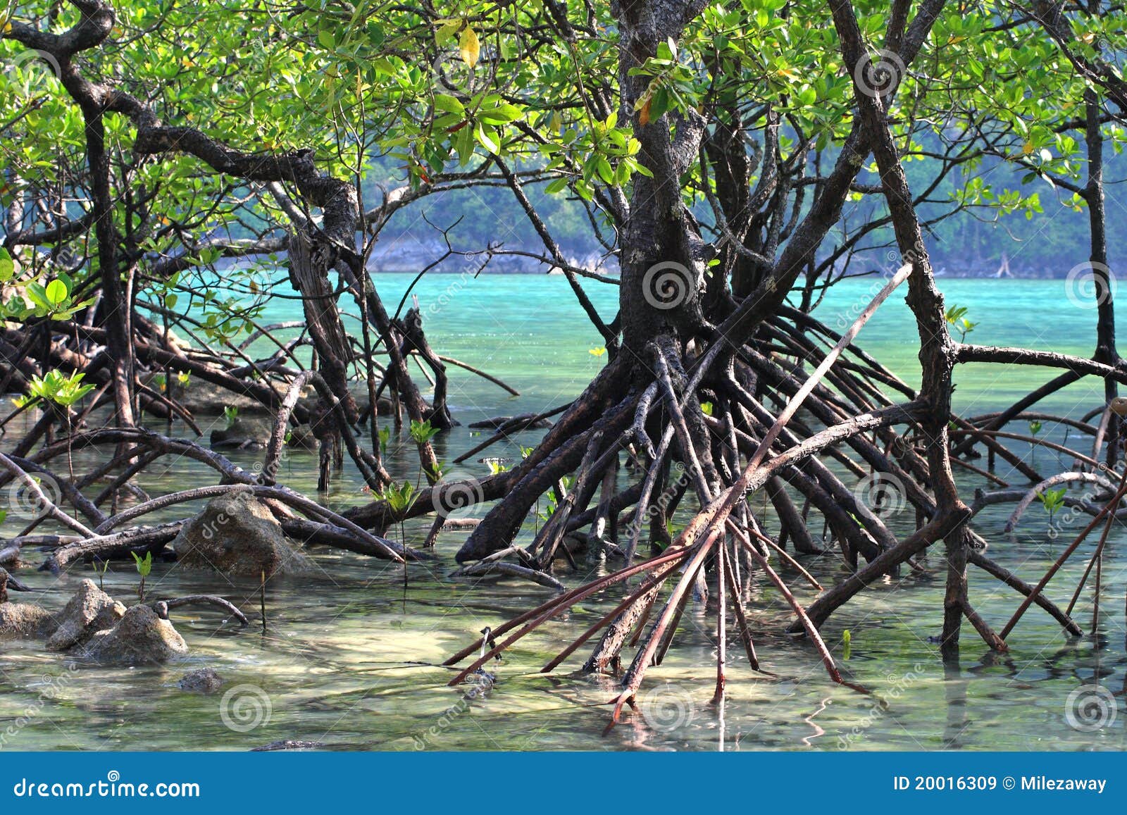 Mangrove Root Rhizophora Apiculata Blume. Prop Root Or Buttress Root Of ...