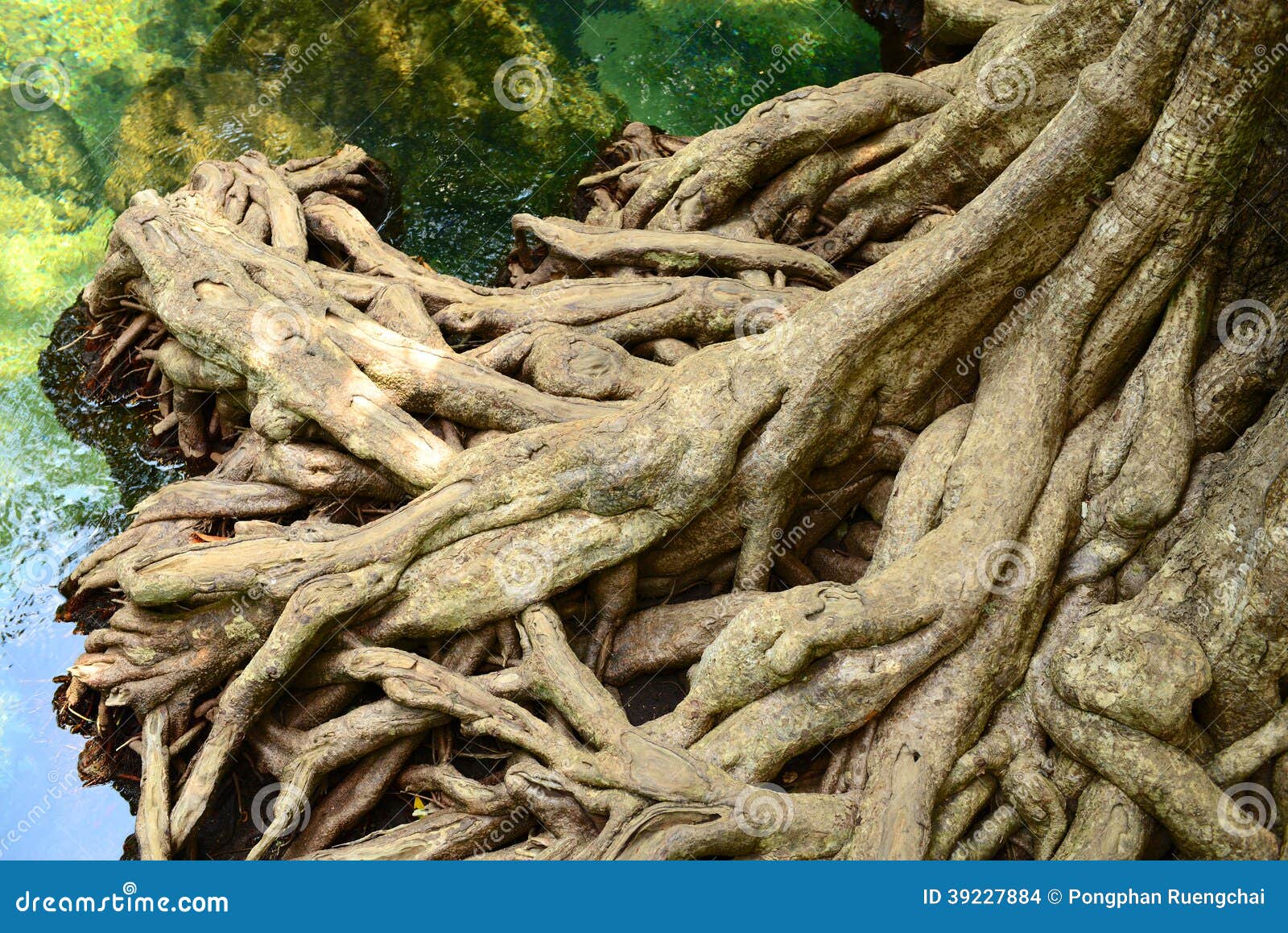 Mangrove Root, The Stilt Roots Or Prop Roots Grow In The Places Where ...