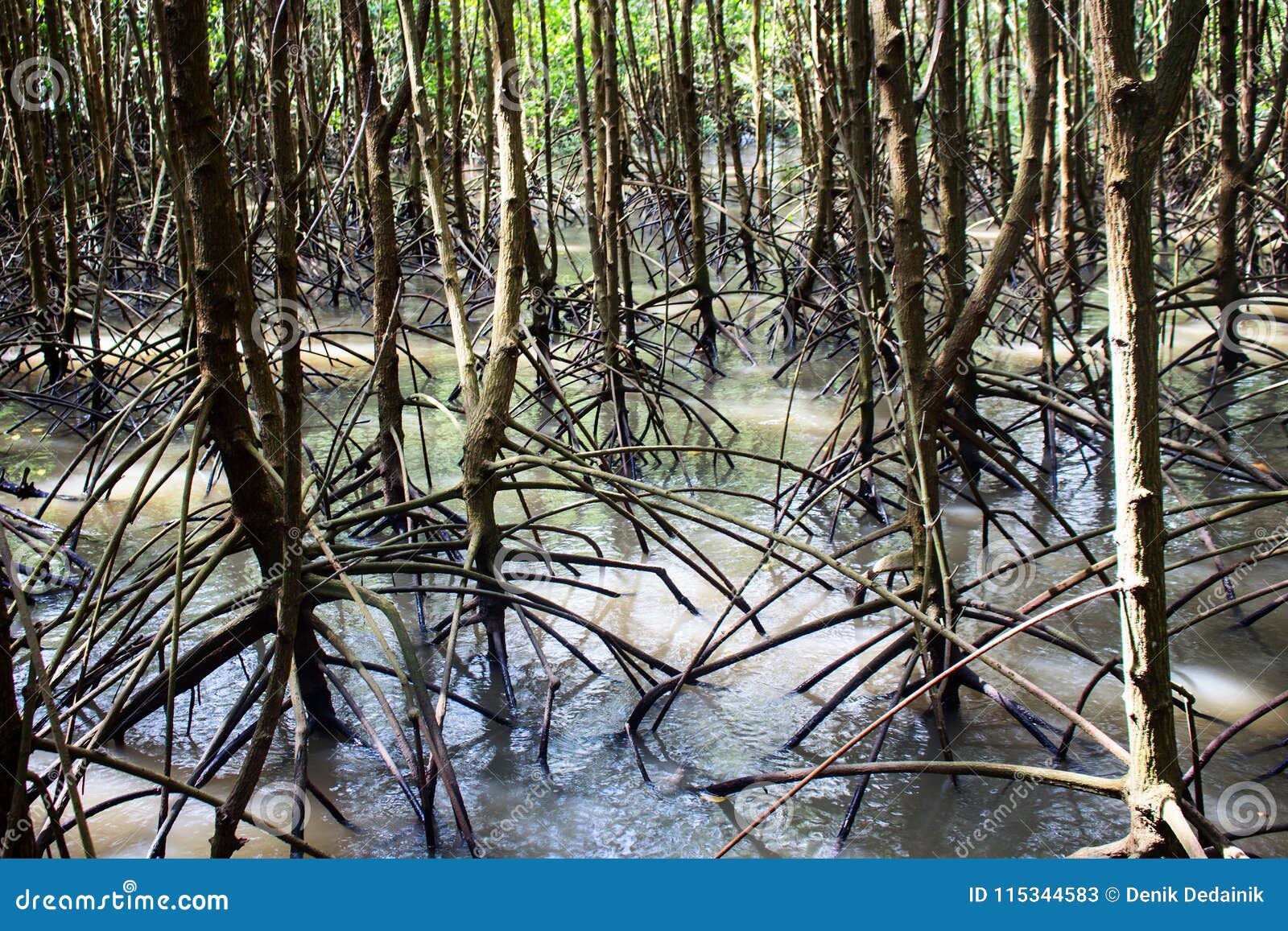 Mangrove Root, The Stilt Roots Or Prop Roots Grow In The Places Where ...